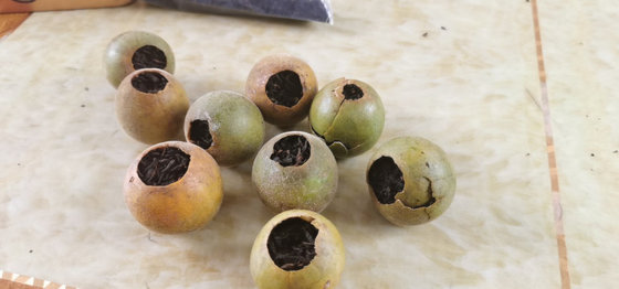 China Fruit Tea Drying Experiment supplier