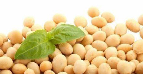 China Soybean Microwave Degreasing Equipment supplier