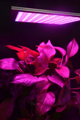 Hidropónicos del rendimiento energético llevados crecen las luces para el material interior de Alluminum que cultiva un huerto