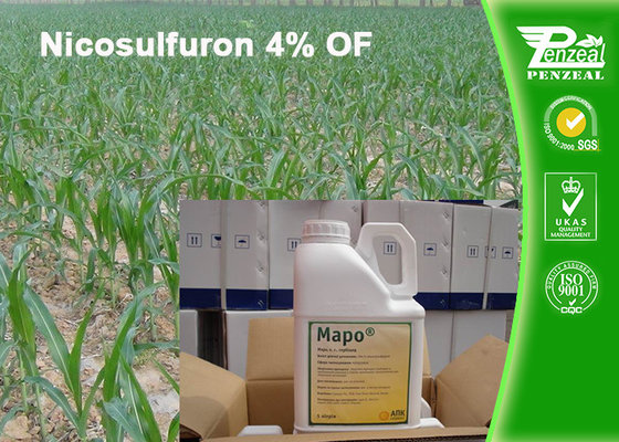 Herbicide choisi blanc Nicosulfuron 4% cristallin ou de poudre de courrier d'émergence DE
