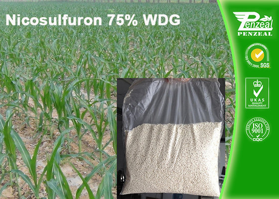 Herbicide sélectif de Nicosulfuron 75% WDG pour le contrôle annuel d'herbe de maïs