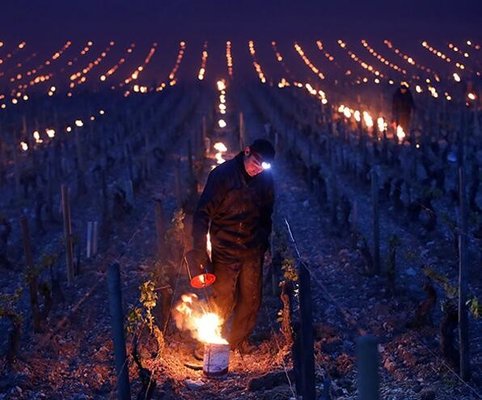 Against Frost Candles
