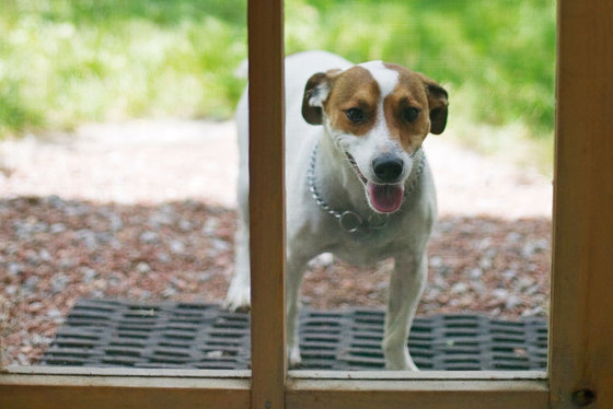 Puncture Resistant Patio Screening Pet Resistant Screen Protect Pets