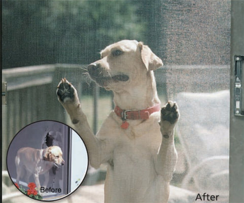 Plain Weaving Pet Resistant Screen Vinyl Coated Polyester Material