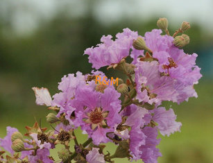 China Pure natural Banaba Leaf Extract corosolic acid 20% powder supplier