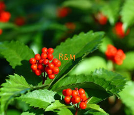 China Factory Price grass coral extract Sarcandra glabra 0.1%-0.3% Isofraxidin by HPLC supplier