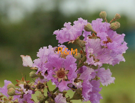 Pure natural Banaba Leaf Extract corosolic acid 20% powder supplier