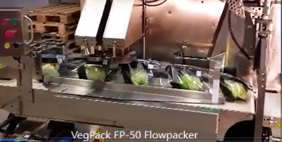 Automatic Horizontal Packaging Machine For Brocoolli / Iceberg Lettuce Vegetable To Europe Farm