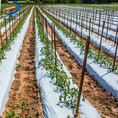 China Perforated plastic mulch film for vegetable planting PE blowing mulch film supplier