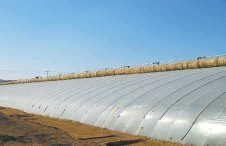 PE White and Colors Agricultural Film 30mm-1000mm width 0.01mm-0.15mm thickness Mulch film supplier