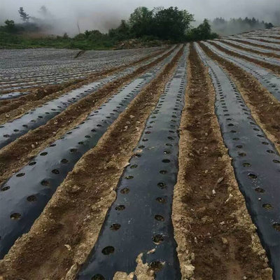 PE White and Colors Agricultural Film 30mm-1000mm width 0.01mm-0.15mm thickness Mulch film supplier