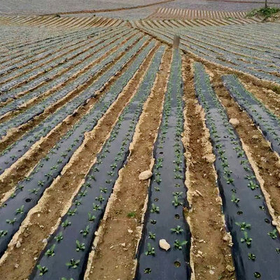 Black mulch film plastic film of weeding 10mic 0.01mm thickness 5kg black film supplier