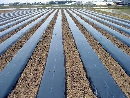 Black mulch film plastic film of weeding 10mic 0.01mm thickness 5kg black film supplier