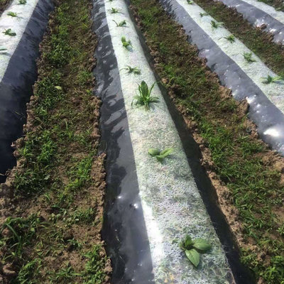 Black and white alternating mulch film plastic film for weeding 10mic 0.01mm thickness 5kg agricultural film supplier