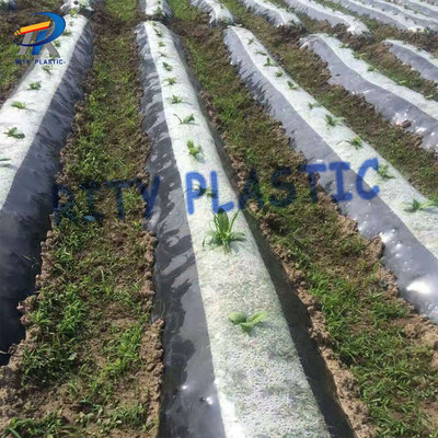 100% Pure Virgin LDPE 10mic Black and white alternating Mulch Film Vegetable And Fruit Mulch Film supplier