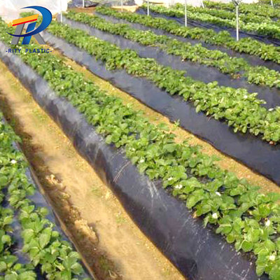 Factory Customized Plastic Agriculture Film Black Mulching Film with Hole supplier