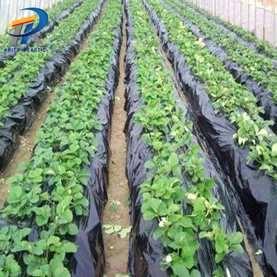 PE Black Plastic Mulch Film PE Plastic Jumbo Roll Agriculture Black 5kg new weight film supplier