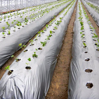 Silver/Black Weed Control Agricultural Plastic Mulch Film pure virgin PE reflective much film supplier