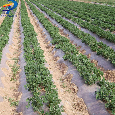Plastic White Mulch Film for Agricultural Crops 10mic PE Mulch Film supplier