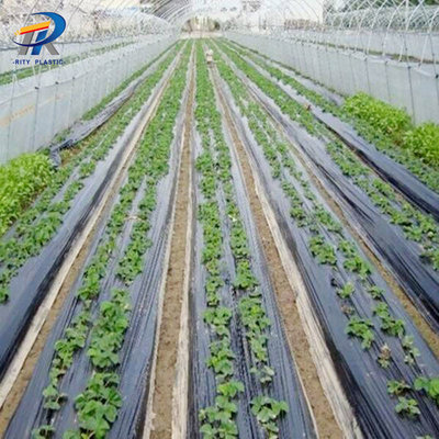 5-20mic PE Agricultural Black Mulch Film for weeding supplier