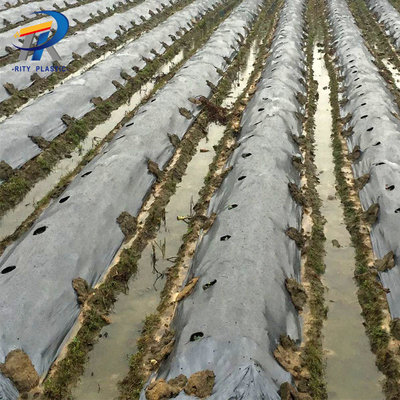 Factory Customized Plastic Biodegradable Plastic PE Agriculture Film Mulching Film supplier