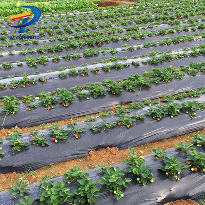 Black Agriculture film rolls PE agriculture perforated plastic mulch film supplier