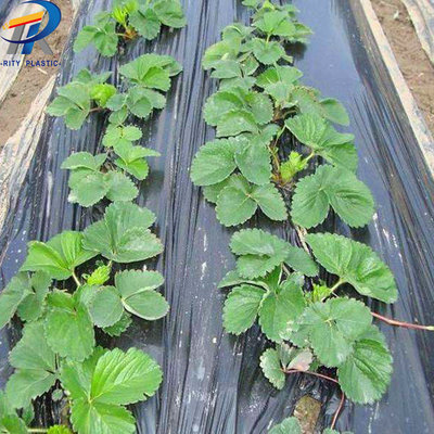 factory perforated black PE mulch film PE blowing agricultural film with different holes supplier