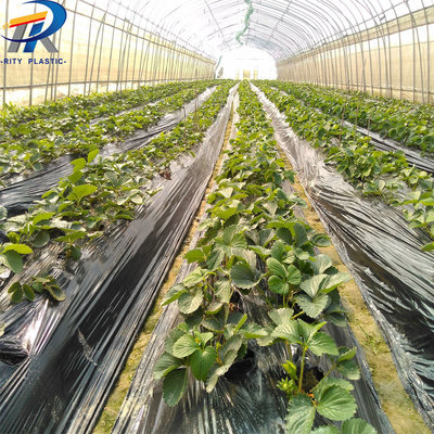 factory Black Anti-Weed Agricultural Plastic Mulch Film PE perforated covering film supplier