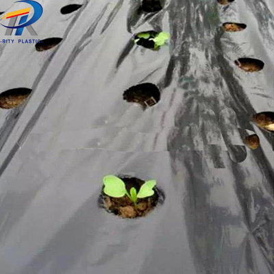 factory Black Anti-Weed Agricultural Plastic Mulch Film PE perforated covering film supplier