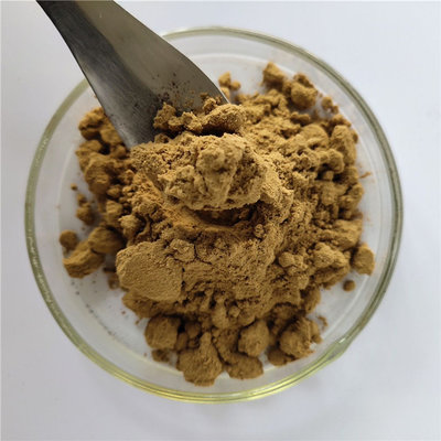 Immune Anti-Fatigue Roughhaired Holly Root Extract supplier