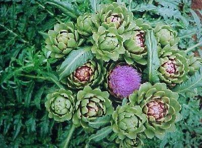 Organic Herb Powder Artichoke P.E. Artichoke Extract 100% Nature Herbal Powder