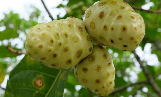 Natural Plant Powder Noni Fruit Powder Morinda Citrifolia Enhance Cellular Health