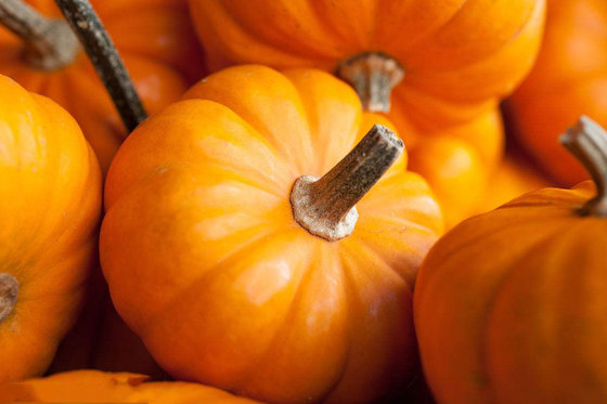 Natural Ingredients Pumpkin Powder Semen Cucurbitae Pure Natural Plant Powder