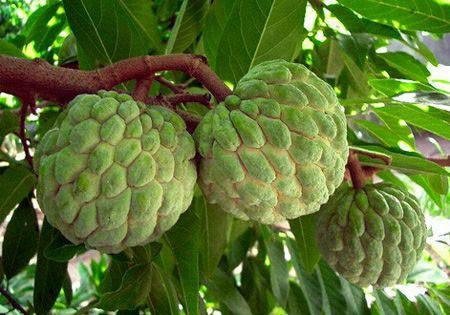 Pure Natural Soursop Fruit Powder Annona muricata Linn  Organic Herb Powder