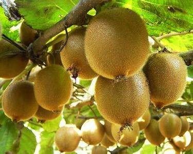 Kiwi Fruit Juice Powder Lower Serum Cholesterol And Maintain Eye Health