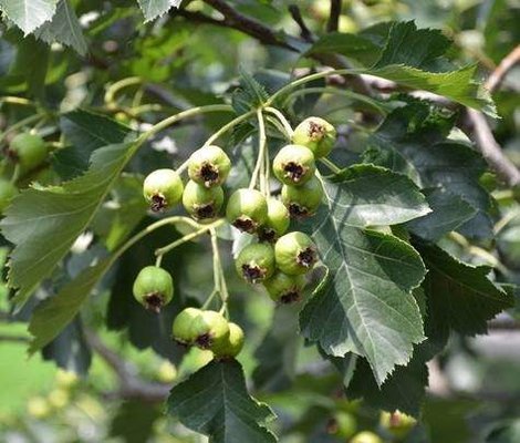 Herbal Ingredients Hawthorn Extract Pure Nature Herbal Powder Hawthorn Extract