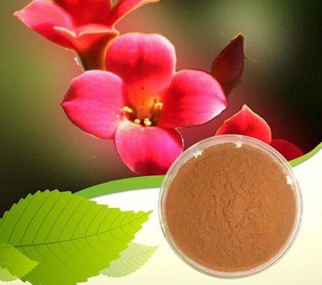 Herbal ingredients Rhodiola Rosea Extract Organic herbal Rhodiola rosea L