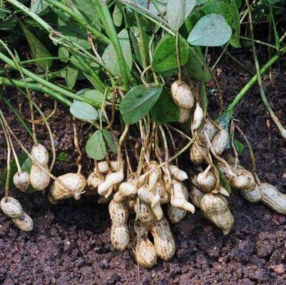 Nature Herbal Ingredients Luteolin Arachis hypogaea L Anti Inflammatory And Antibacterial Effects