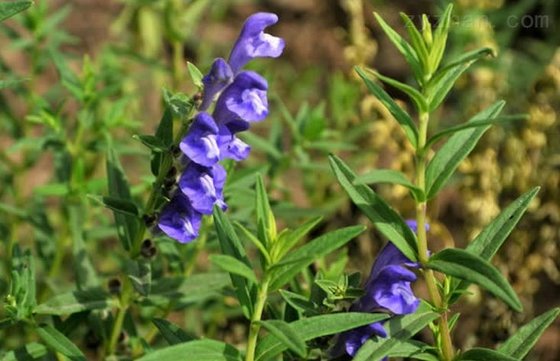High Specification Purity Baicalin Scutellaria baicalensis georgi L CAS 21967 41 9