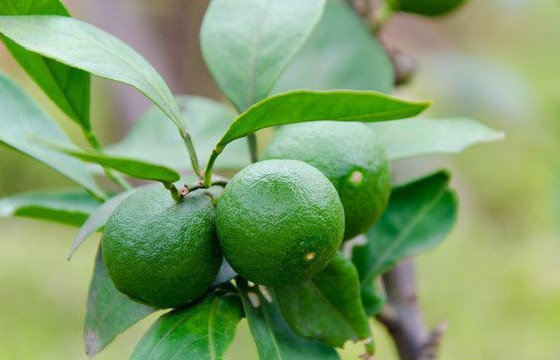 Organic Herbal Plant Green Orange Powder Citrus Aurantium Use For Snack Seasoning