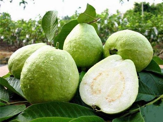 Organic Herbal Guava Powder Psidium Guajava Linn Herbal Extract