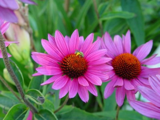 Herb Powder Echinacea Extract CAS 70831 56 0 High Purity Powder