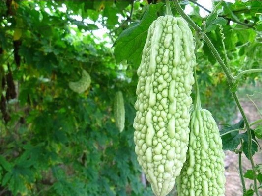 Food Ingredients Bitter Melon Powder Momordica Charantia L Puer Nature