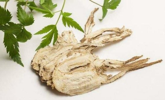 Natural Ingredients Powder Angelica Extract CAS 4431 01 0 Natural Herb Powder