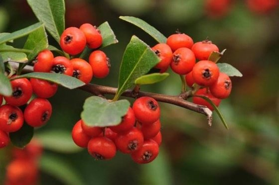 Sea-buckthorn Fruit Juice Powder For Ice Cream , Pudding Or Other Desserts