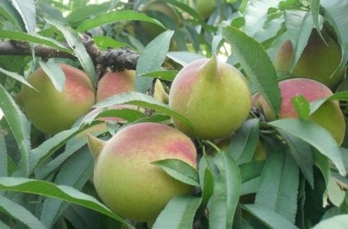 Honey Peach Fruit Juice Powder Skin beauty Stomach Clearance Lung Moistening