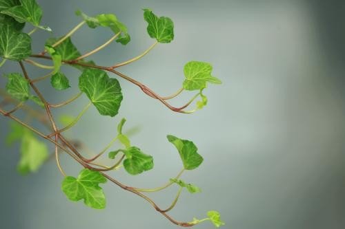 Ivy Extract Plant Extract Powder Hedera Helix Organic Herbal Powder