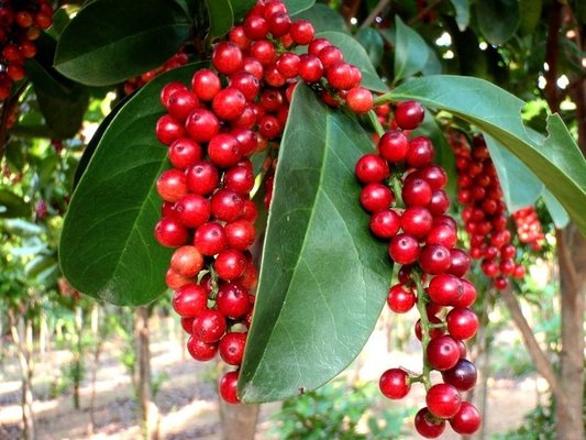 Fructus Schisandrae Chinensis Plant Extract Powder CAS 61281 38 7