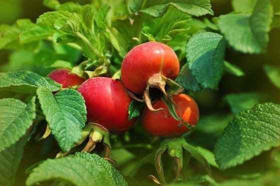 Rose Hip Plant Extract Powder Flavones   Rosa Rugosa L.Natural Ingredients
