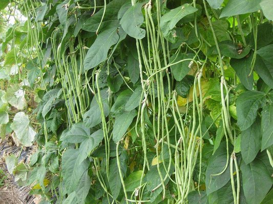 D-Pinitol Plant Extract Powder Cas 10284 63 6 Food Ingredients